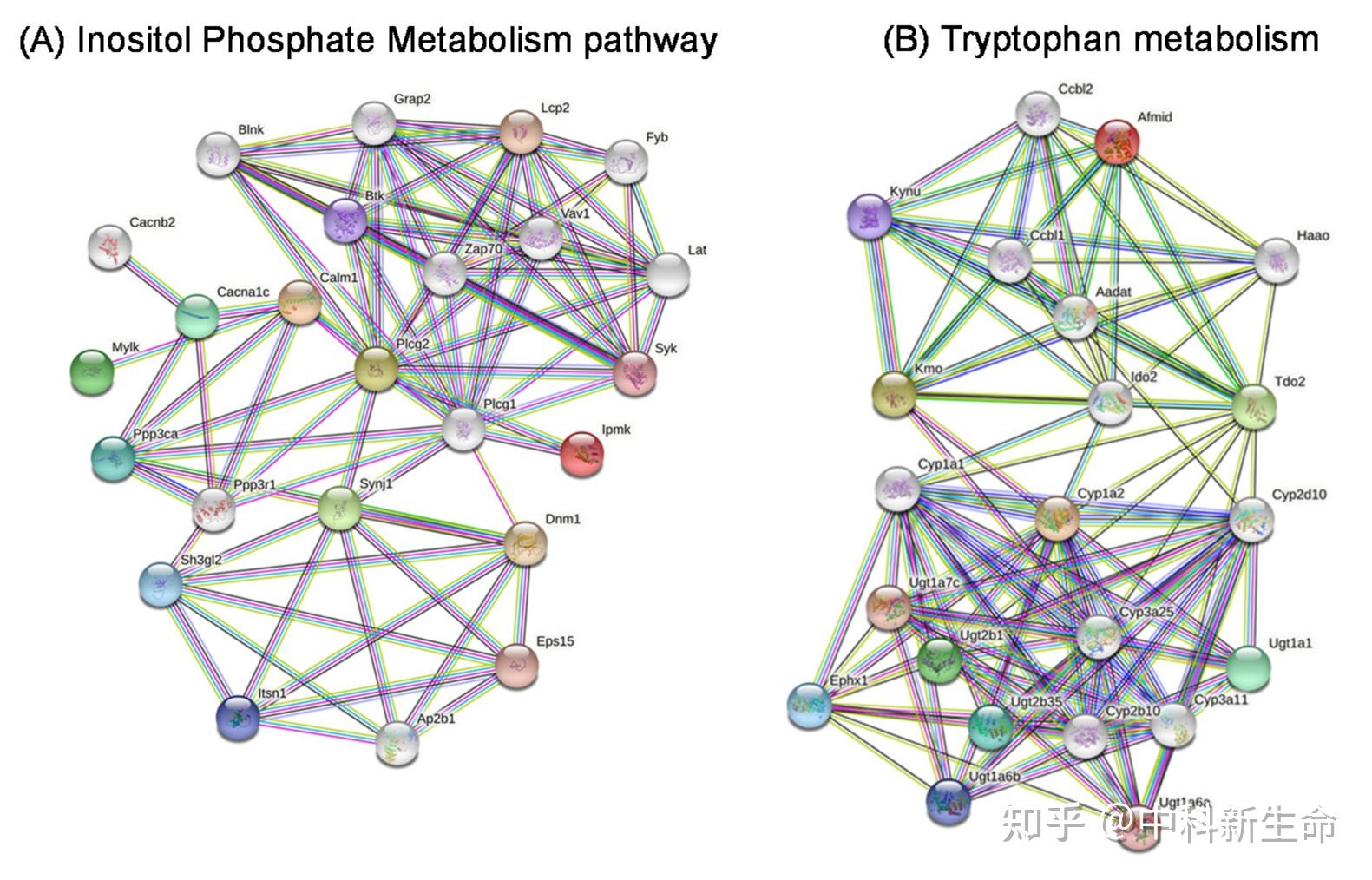 Int J Mol Sci｜多组学揭示MCT2限制肺癌小鼠模型中的肿瘤生长 - 知乎