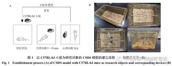 探讨不同模式动物下慢性社交挫败应激抑郁模型（CSDS 模型） 的建立与评价 - 知乎