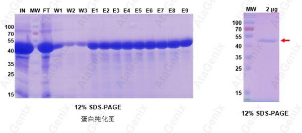 经典案例普健生物多克隆抗体制备 知乎
