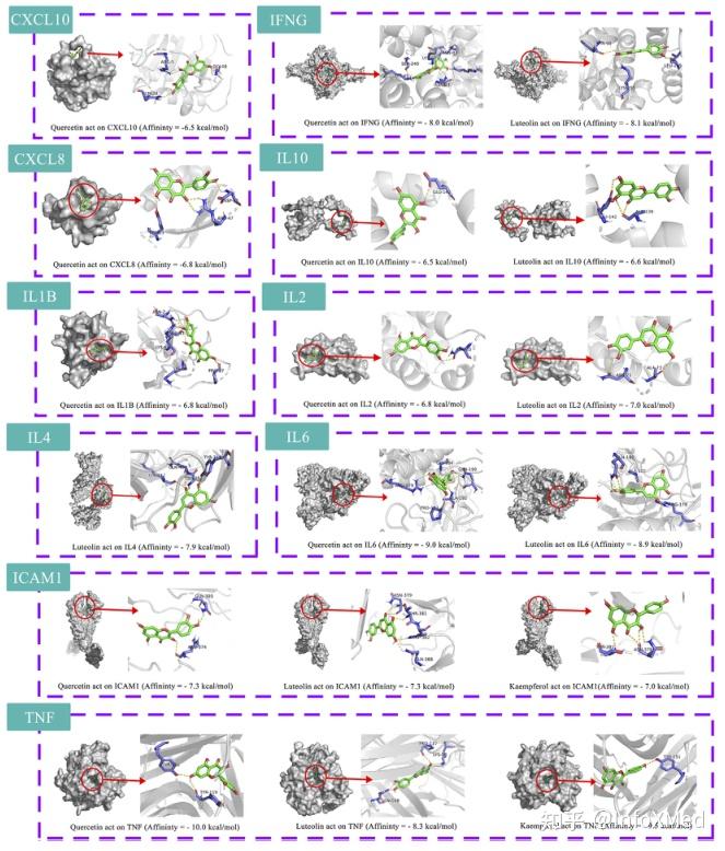 文献解读：JCR | 揭示HRG治疗非酒精性脂肪肝的作用机制 - 知乎