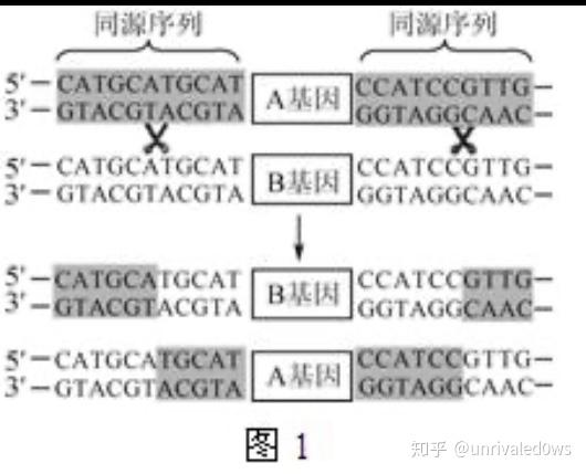 同源重组基因敲除,交换具体是如何实现的呢?能否有图片讲解 知乎