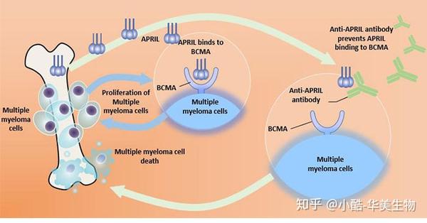 新兴治疗靶点BCMA - 知乎