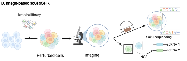 Adv Sci 综述｜范骁辉/王毅团队评述基于CRISPR和单细胞组学的大规模基因筛选技术及其应用 - 知乎