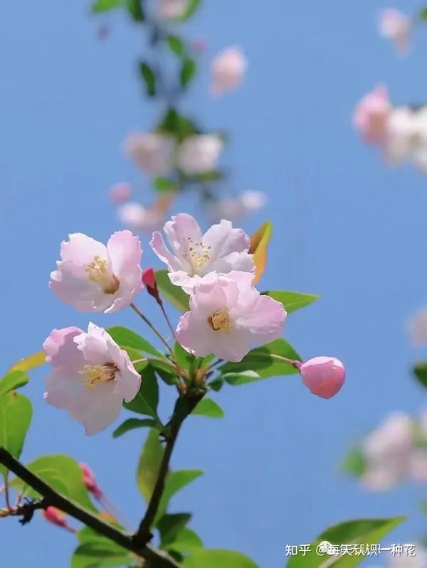 垂丝海棠怎么养? 知乎