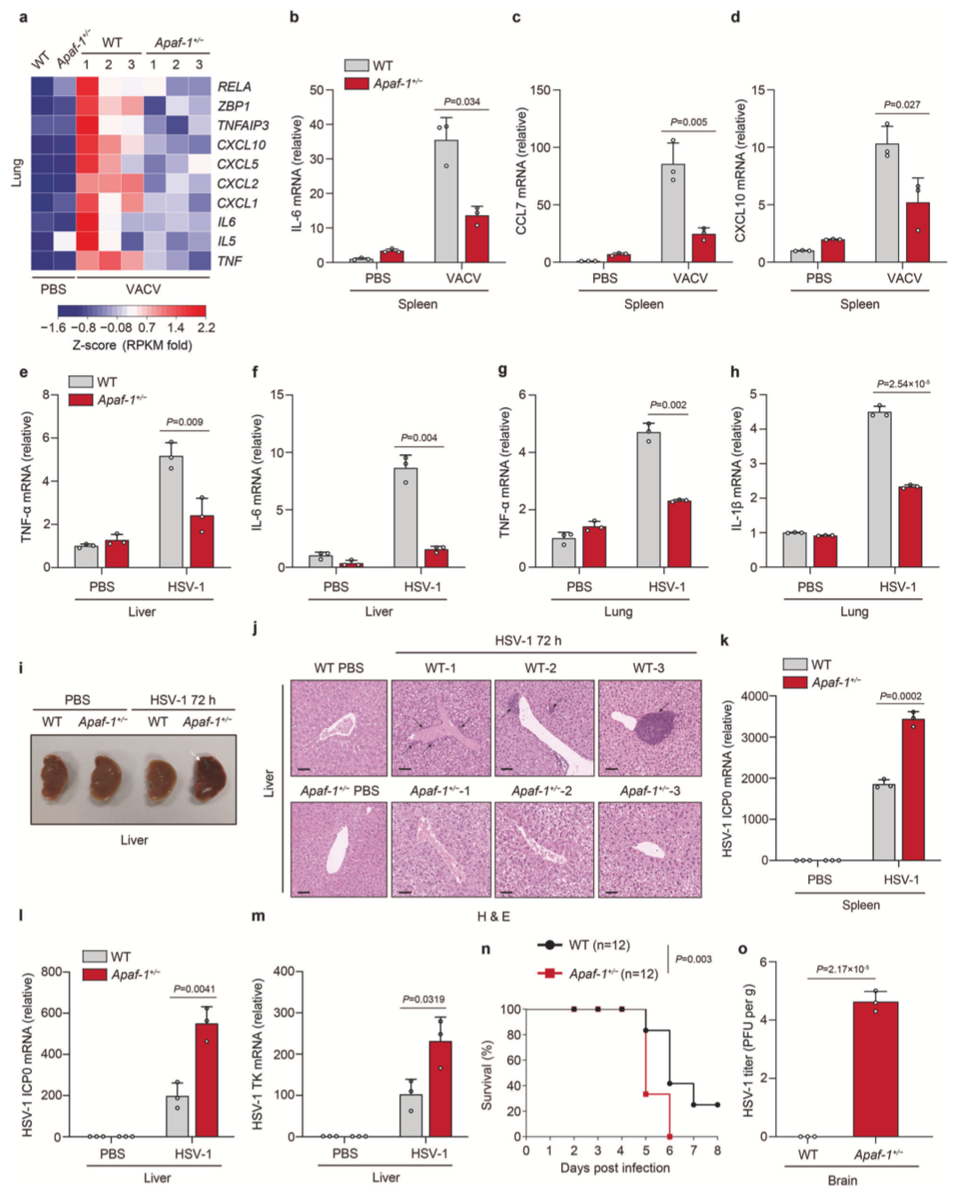Cell Discovery丨Apaf-1是一种进化保守的DNA传感器，可控制细胞凋亡和炎症之间的命运转换 - 知乎