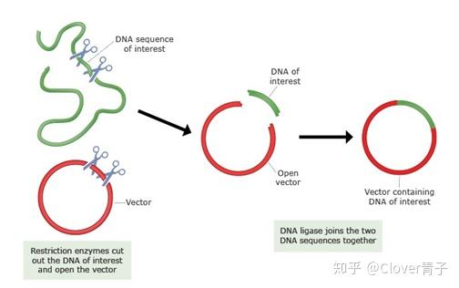 分子克隆：从认识质粒开始 知乎