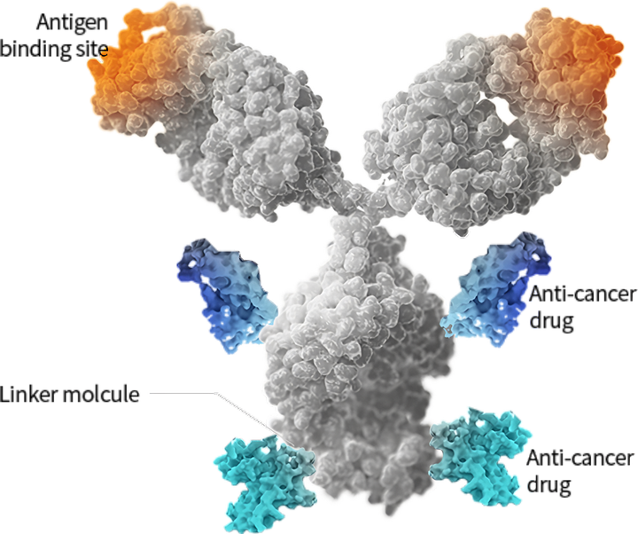 半胱氨酸偶联的IgG1/ IgG2抗体偶联药物(ADC)表征对比分析 - 知乎