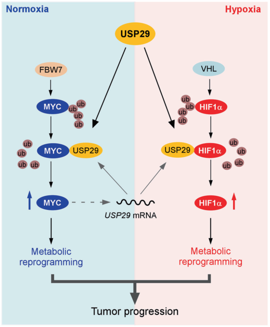 USP29协调MYC和HIF1α稳定以促进肿瘤代谢和进展 - 知乎