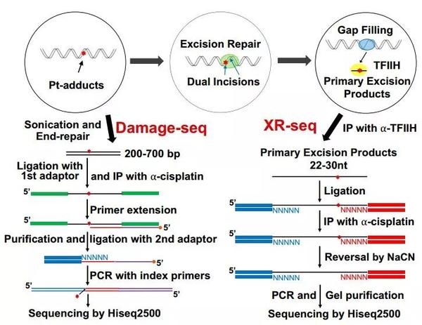 详解 UV 诱导的 DNA 损伤和修复 - 知乎