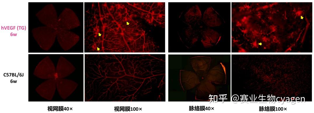 眼科新生血管疾病研究｜谁能拒绝这样表型稳定的VEGF小鼠呢？ - 知乎