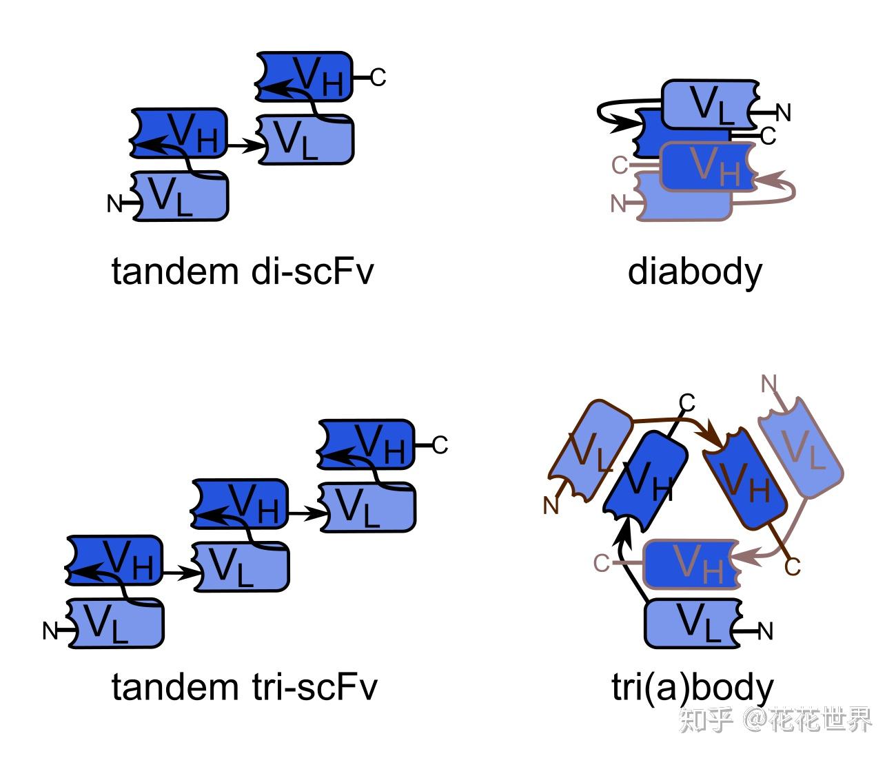 Single-Chain Fragment Variable (ScFv) - 知乎