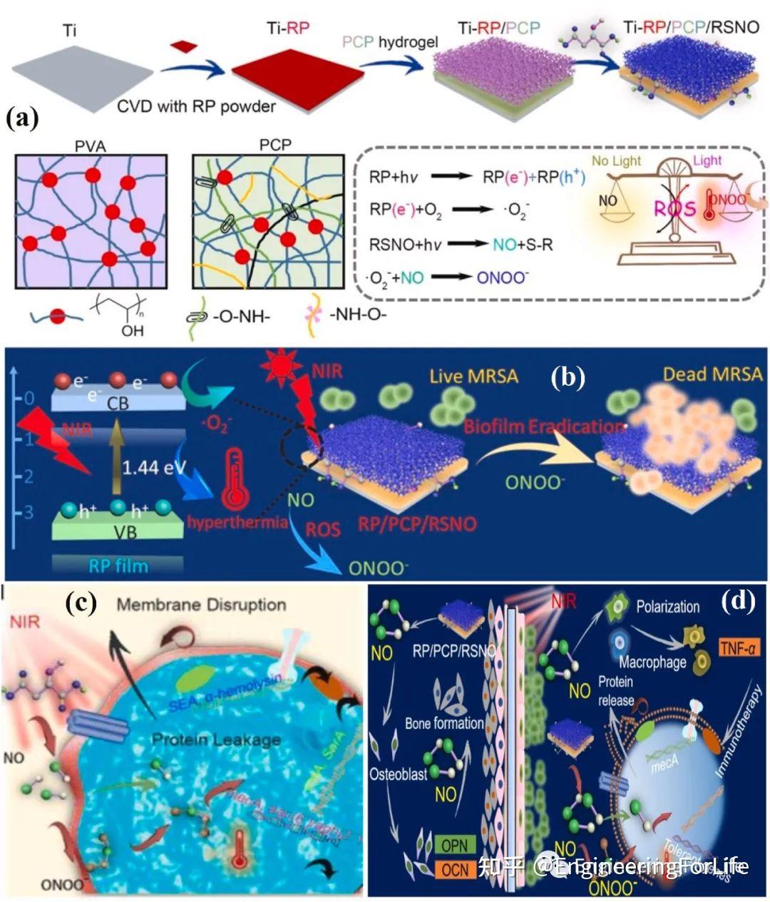 《Bioact. Mater.》综述：光动力抗菌治疗的研究进展 - 知乎
