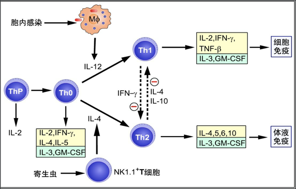 免疫学知识：细胞免疫应答与体液免疫应答 - 知乎