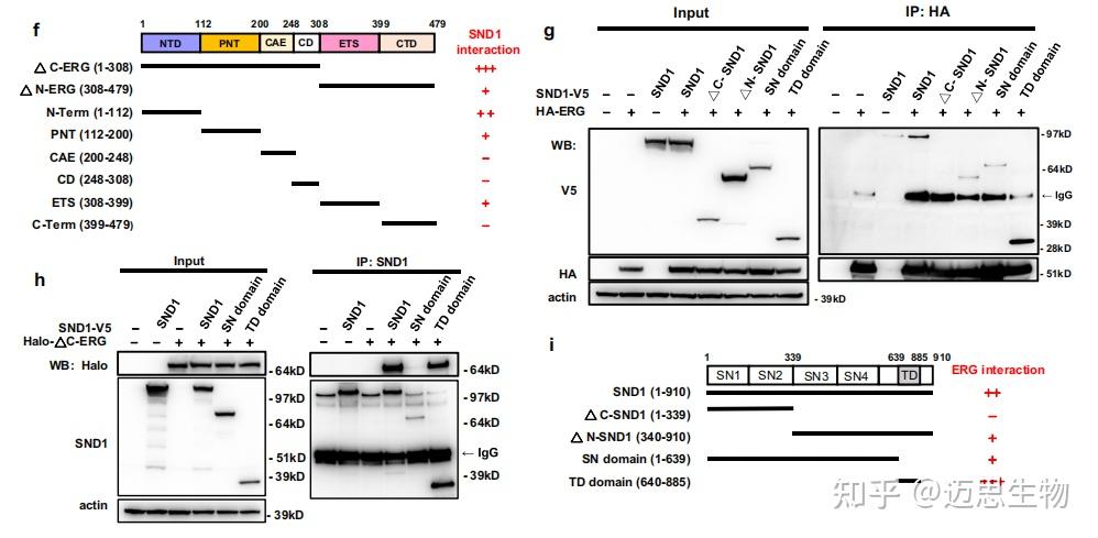 SND1：前列腺癌的潜在治疗靶点 - 知乎