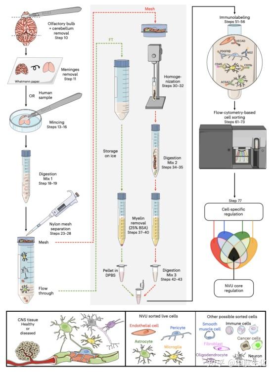 Nature Protocols：血脑屏障神经血管单元研究突破！为脑类器官构建奠定基础 - 知乎
