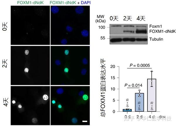 抗衰老研究的新靶点——FOXM1 - 知乎