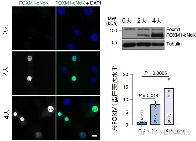 抗衰老研究的新靶点——FOXM1 - 知乎