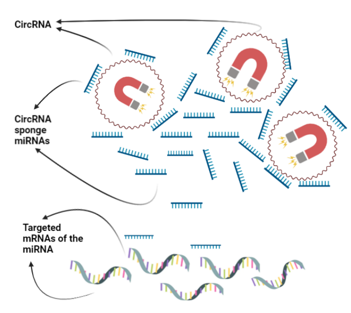 免费在线绘制CircRNA吸附miRNA圈图 - 知乎