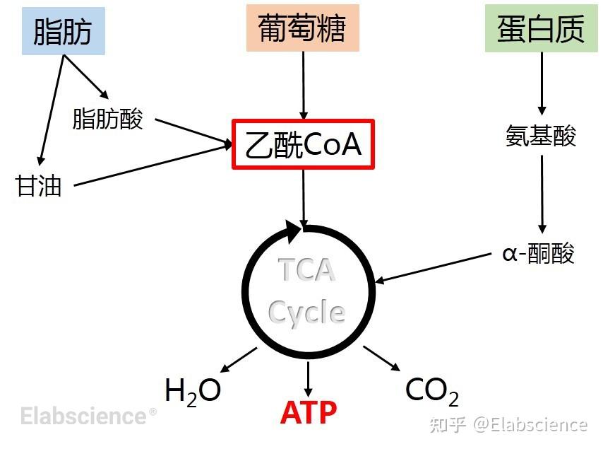新品揭秘 三羧酸循环代谢检测那些事 知乎