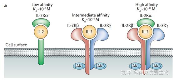 IL-2的结构与功能 - 知乎