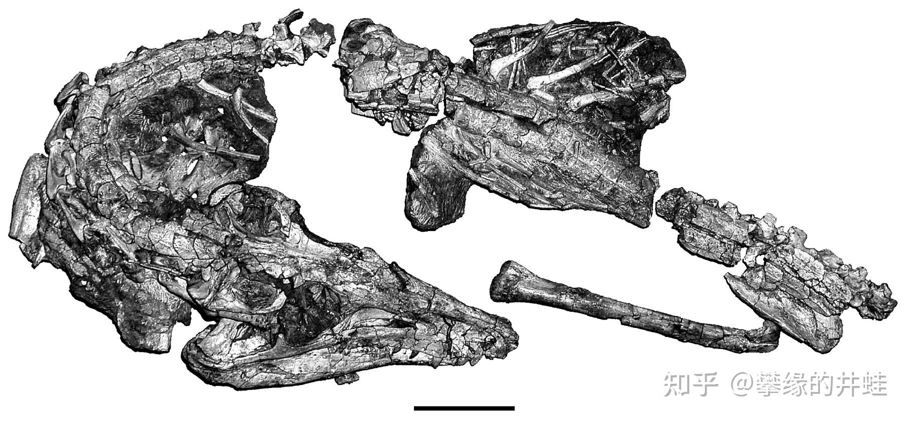 【地球演义】忽雷本纪1：主龙第一帝国（上） - 知乎