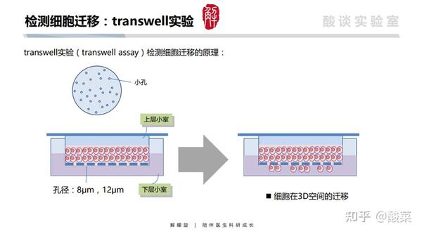 protocol在手，再也不怕MTT、TUNEL染色、划痕实验、transwell、细胞粘附实验等实验啦！ - 知乎