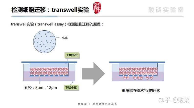 有救了！CCK-8、MTT、划痕实验 、transwell 实验、PI染色等14个实验，巨详细！ - 知乎
