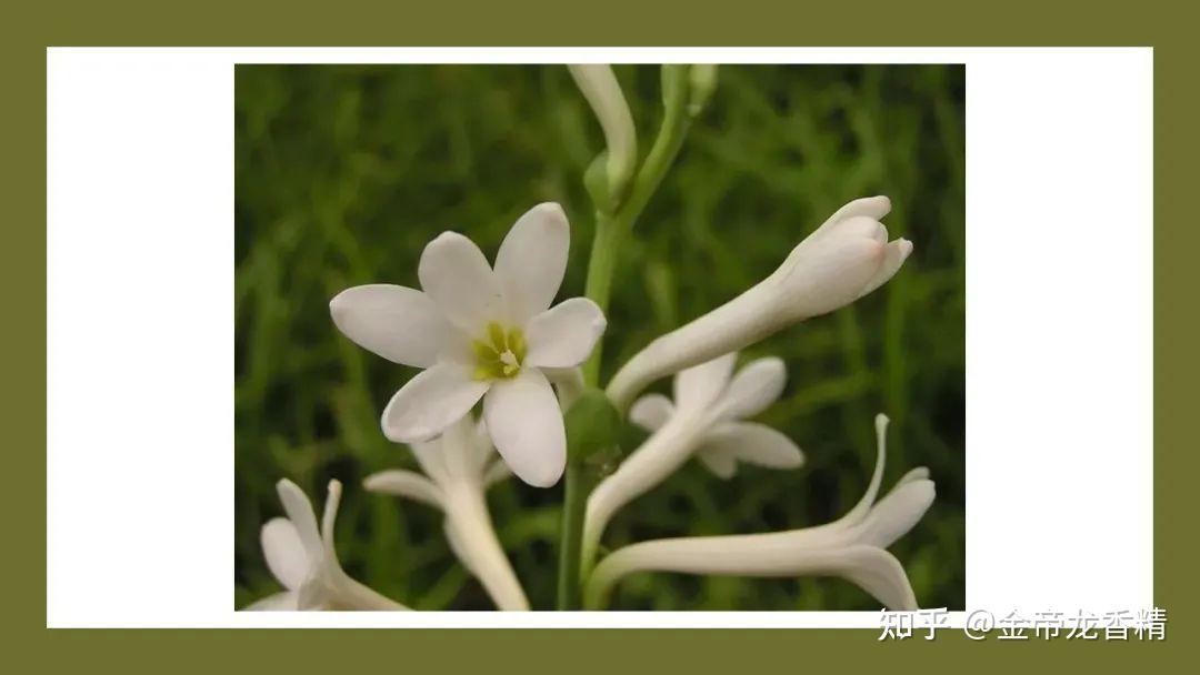 香精与香料(166)—晚香玉 - 知乎