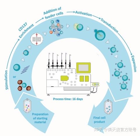 CliniMACS Prodigy®非CAR修饰技术基础上的细胞制备领域的应用 - 知乎