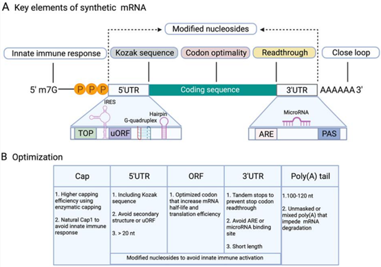 【耀文解读】mRNA篇|mRNA序列优化——如何进行CDS序列的设计与优化 - 知乎
