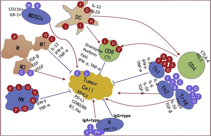 巨噬细胞与CSF-1/CSF-1R通路相关知识 - 知乎