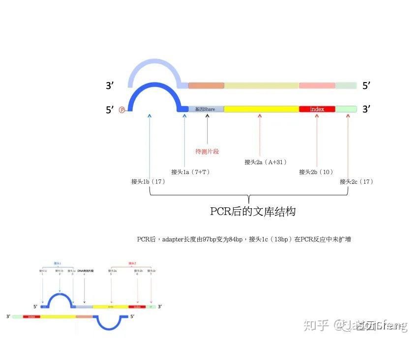 华大智造BGISEQ/MGISEQ文库构建与测序原理图示 - 知乎