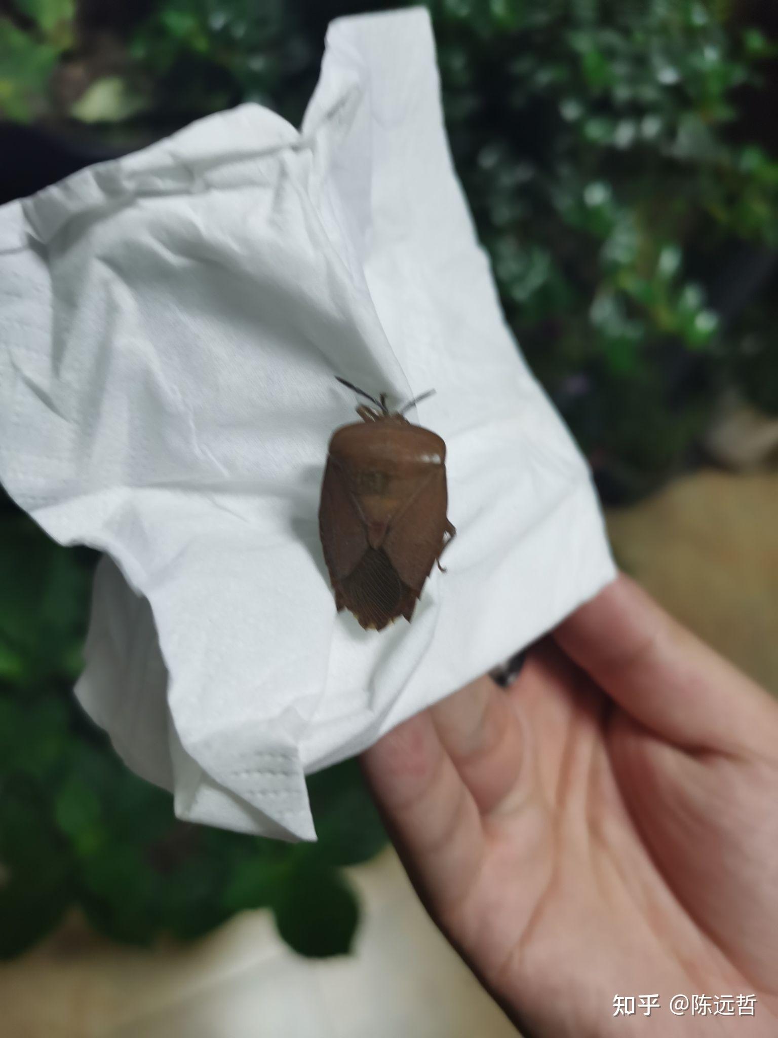 有没有大神知道这是什么昆虫 - 知乎