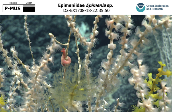 千姿百态的冠轮动物（六）--软体动物II - 知乎