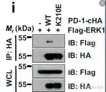 WB实验图|文献常见数据图怎么看？ - 知乎