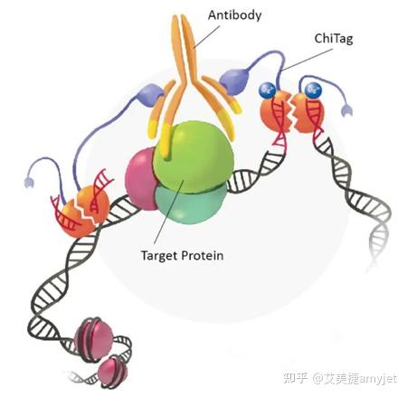 CUT&Tag技术 的基本原理 - 知乎