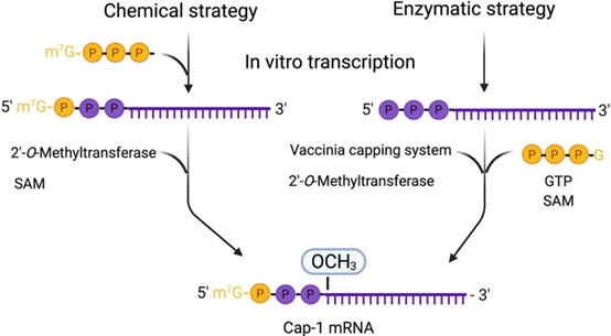 【星耀小课堂】mRNA篇|mRNA序列优化全解析 - 知乎