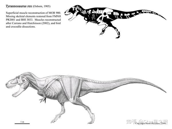 霸王龙体型的一些个人推测 - 知乎