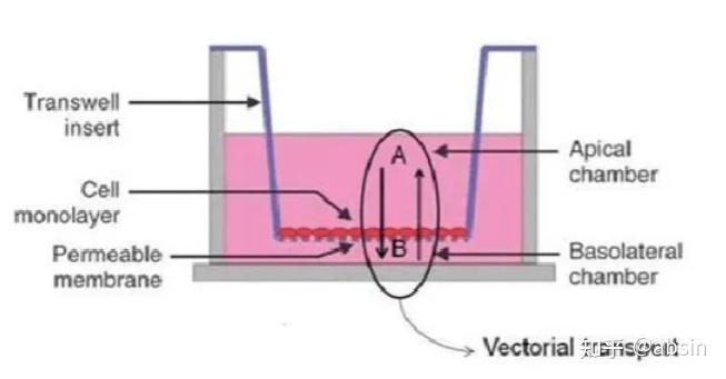 基质胶在各实验领域中的应用 - 知乎