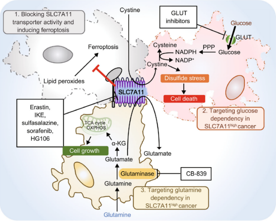 『珍藏版』综述 | SLC7A11/xCT在癌症中的作用——铁死亡，营养依赖，肿瘤治疗 - 知乎