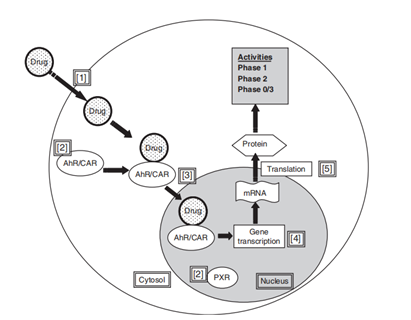 IPHASE/汇智和源 代谢酶相关DDI评估之CYP酶诱导 - 知乎