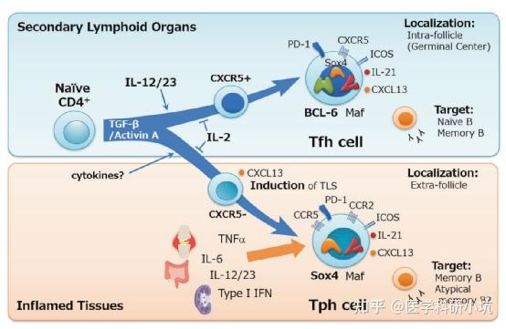Cell Mol Immunol综述: T外周辅助细胞和T滤泡辅助细胞在人类疾病中的共同和独特的作用 - 知乎