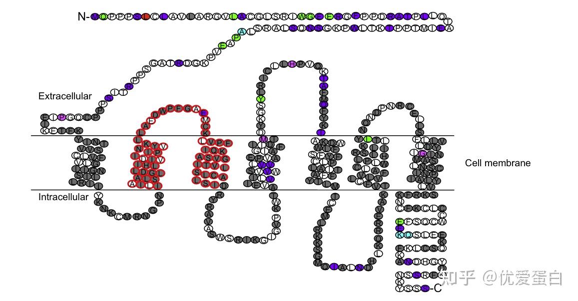 小角色，大作为—EDNRB七次跨膜蛋白 - 知乎