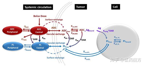 抗体偶联药物（ADC）的药代动力学和生物分析 - 知乎