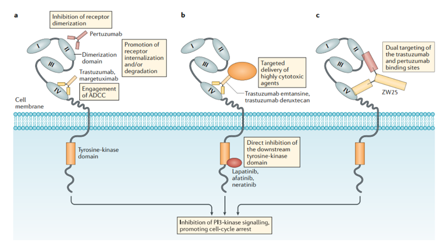 双抗ADC药物的进展及隐患！ - 知乎