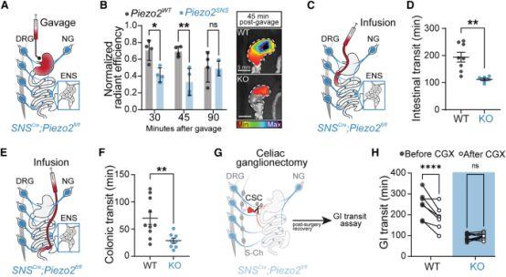 Cell：诺奖得主完善背根神经节中PIEZO2蛋白的作用，调控消化过程 - 知乎