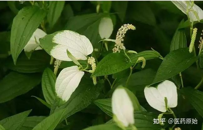 带你识别三白草 知乎