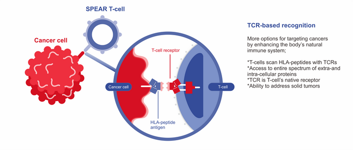SPEAR T细胞 | afami-cel 为实体瘤患者带来希望 - 知乎