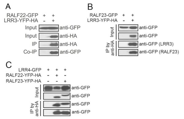Co-IP—验证蛋白互作的不二之选 - 知乎