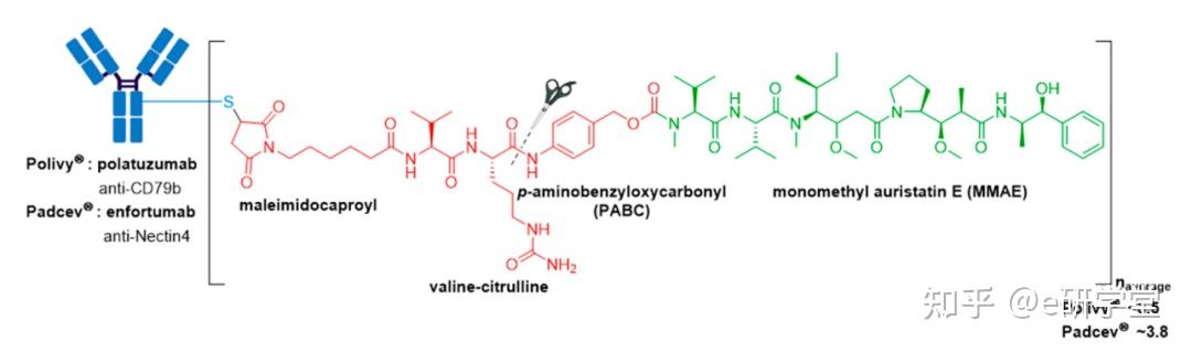 深度盘点FDA批准用于癌症治疗的抗体偶联药物（ADC） - 知乎